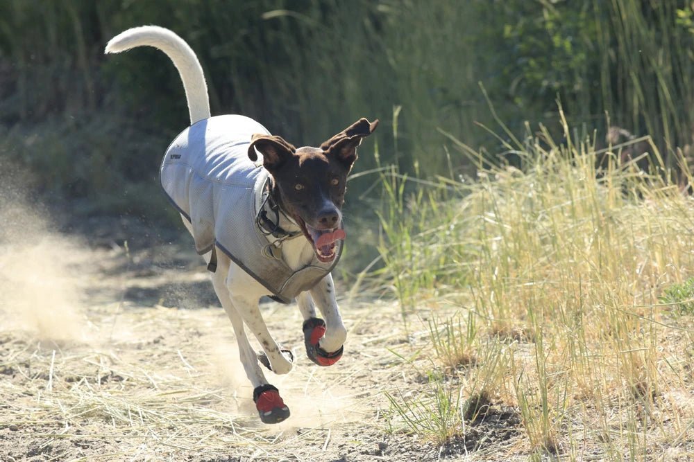 GT: Dog Shoe Breakdown – Geartrade.com